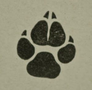 Lobo, The King Wolf, Part I | ET Seton Legacy Project