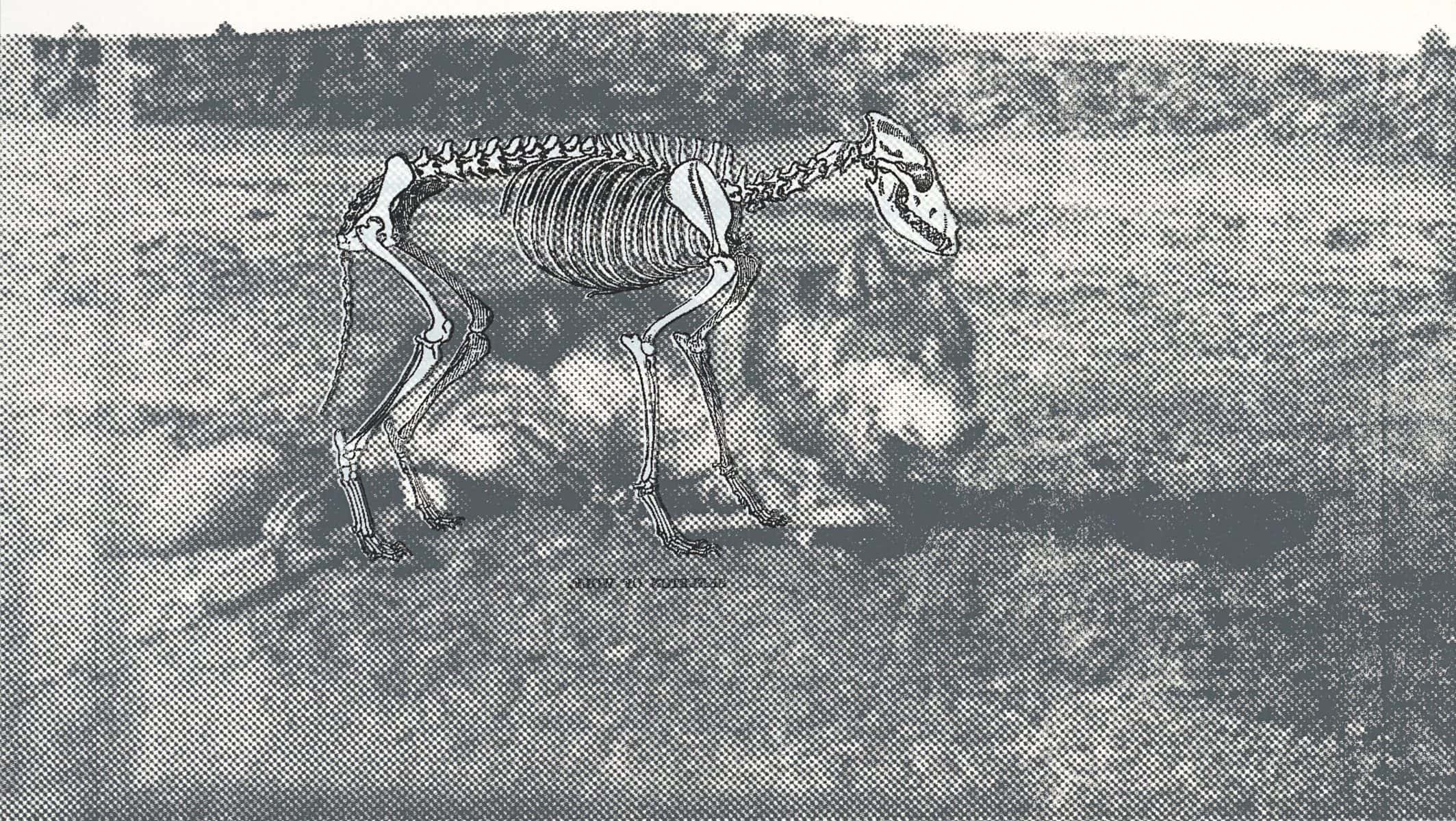 Lobo's Story of wolf hunting in New Mexico | ET Seton Legacy Project