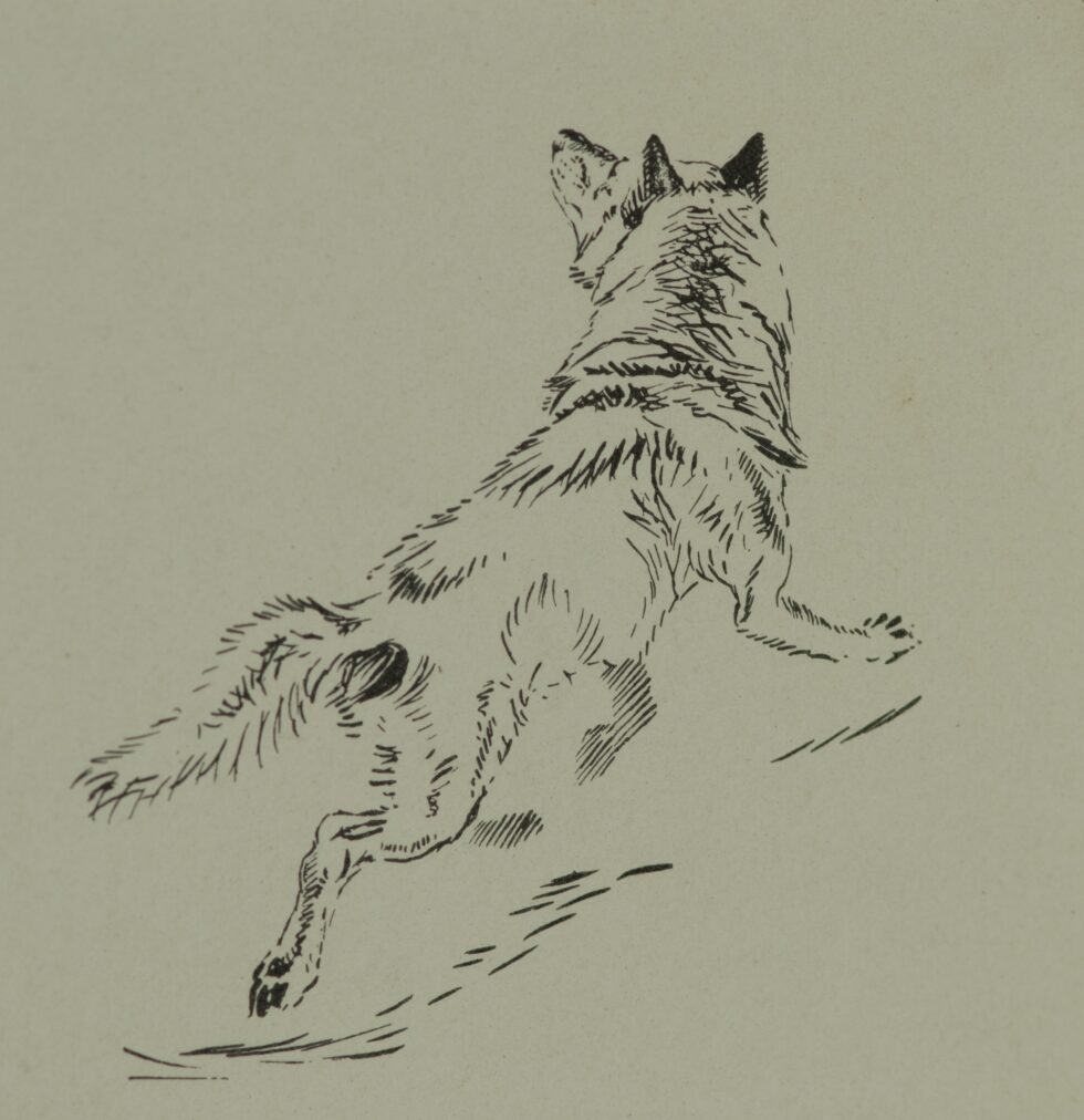 Hunt for Lobo Part II | ET Seton Legacy Project