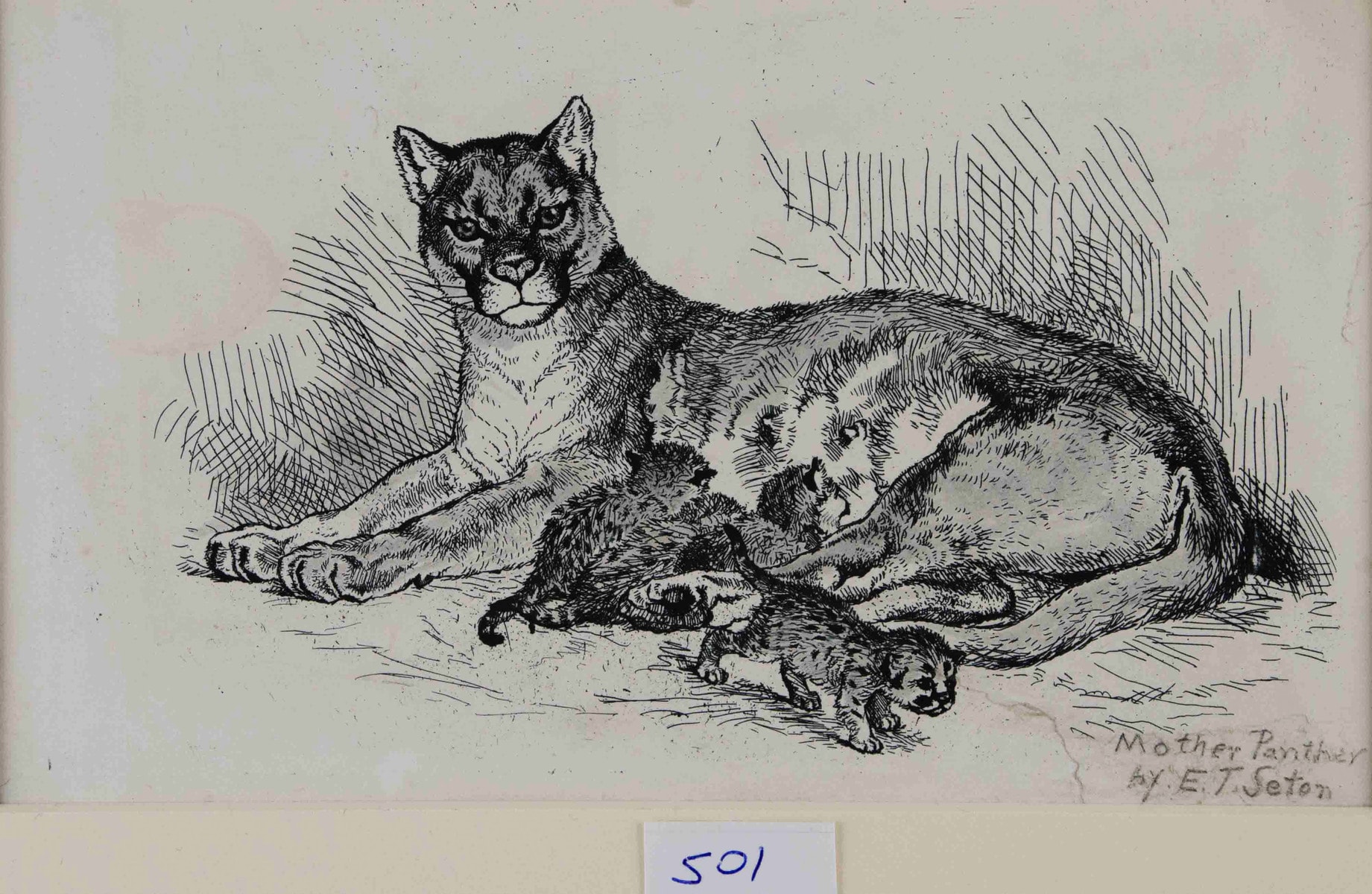 Mountain Lion or Cougar as seen by Seton | ET Seton Legacy Project