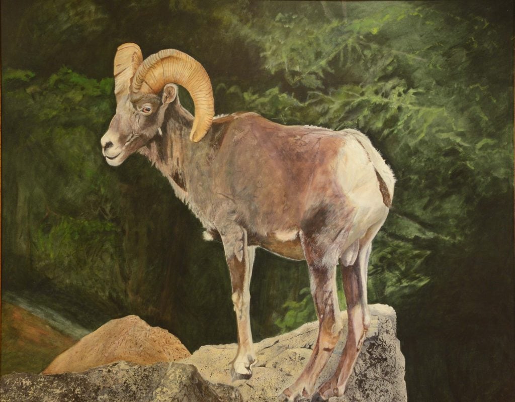 Ellie Fuller Wildlife Paintings | ET Seton Legacy Project
