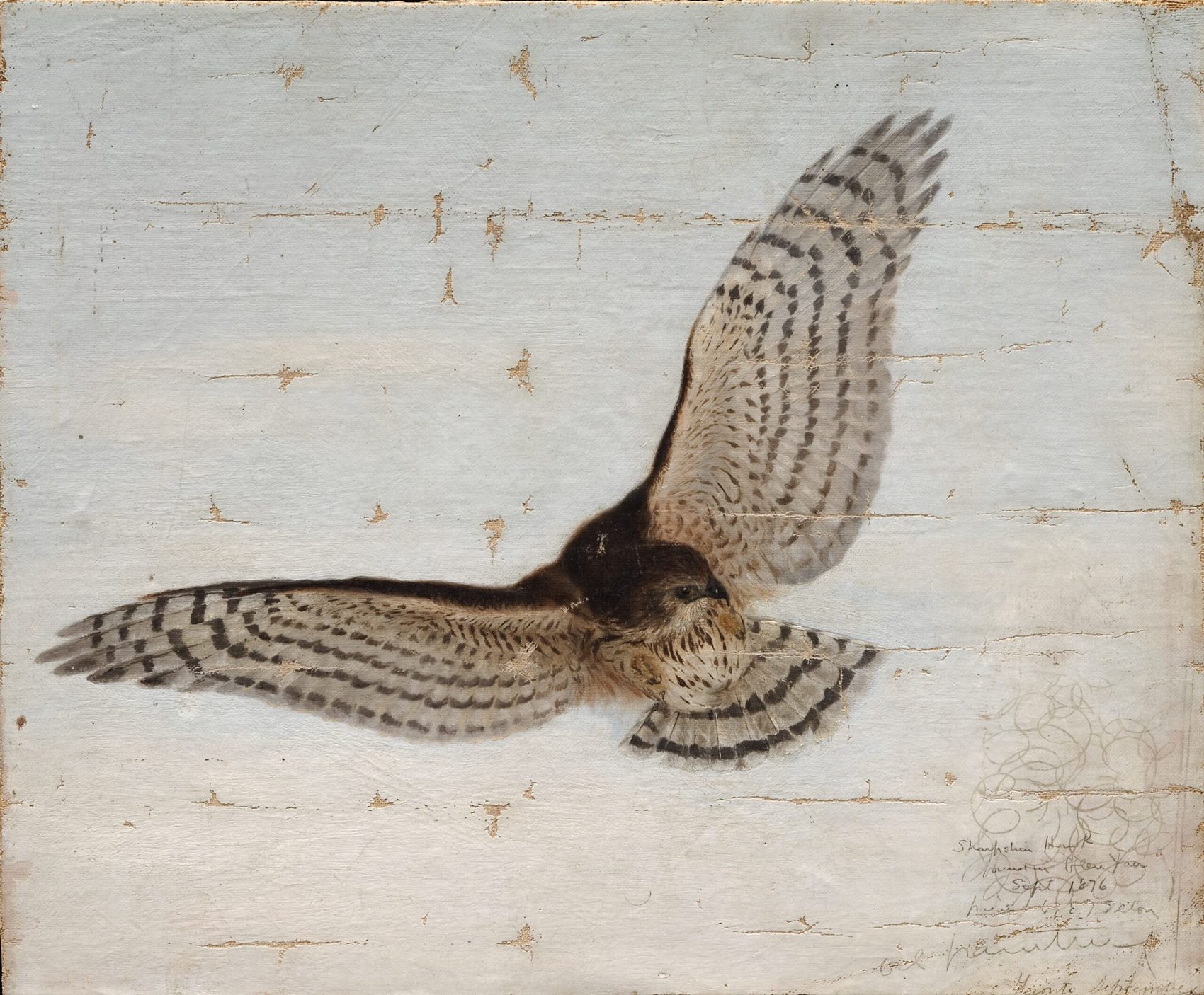 Sharp-shinned Hawk painting by Ernest Thompson Seton | ET Seton Legacy ...