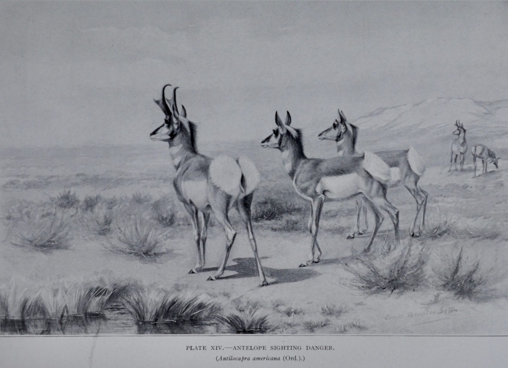 The Pronghorn by Ernest Thompson Seton | ET Seton Legacy Project