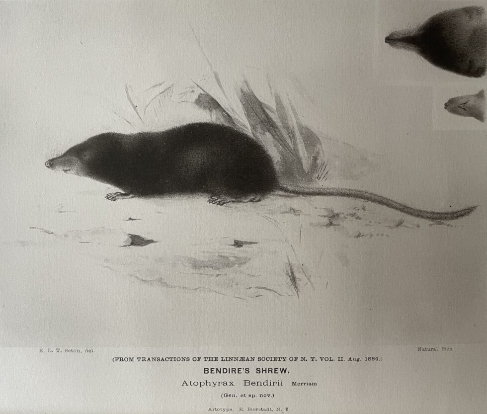 Seton and a big Marsh Shrew | ET Seton Legacy Project