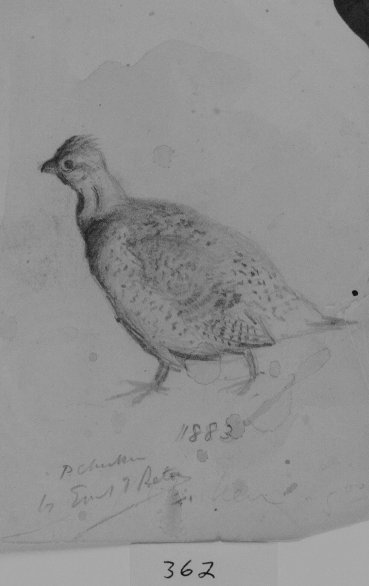 Bird Images from the Seton Collection #1 | ET Seton Legacy Project