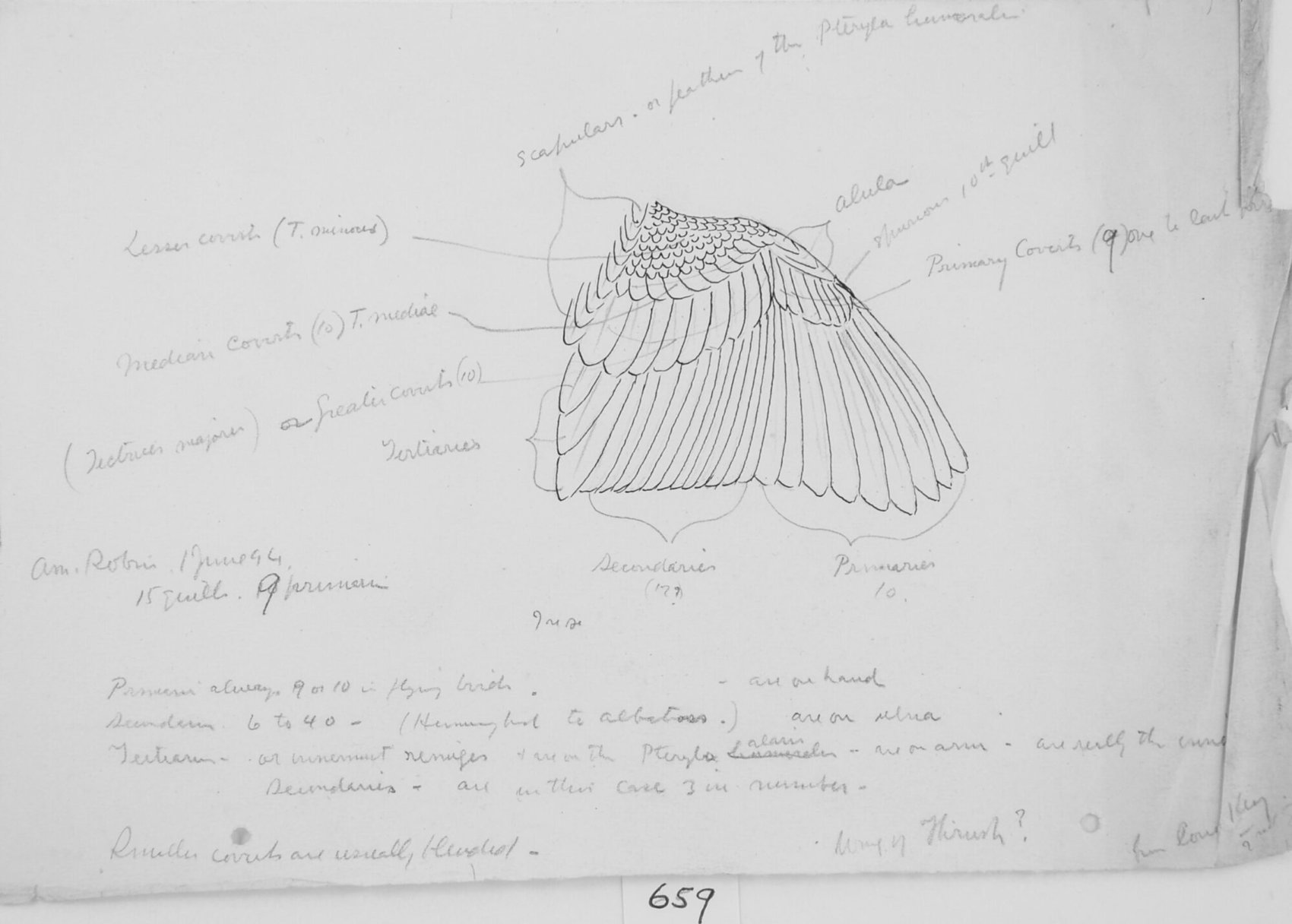 Bird Images from the Seton Collection #2 | ET Seton Legacy Project