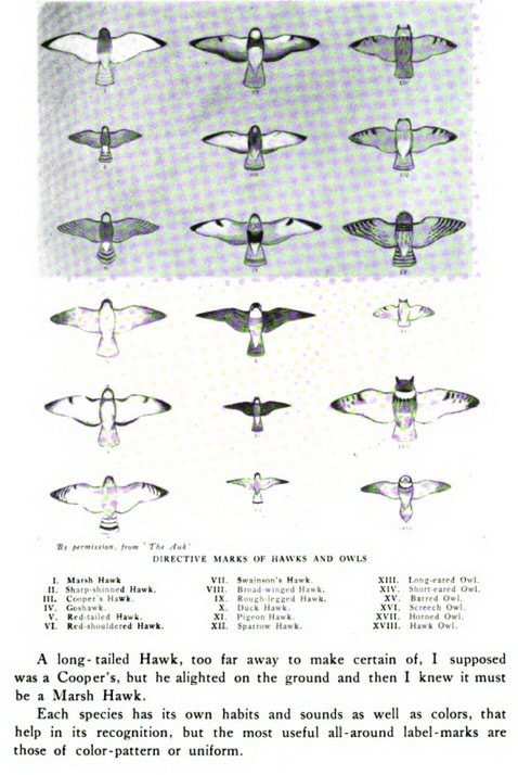 Seton’s Recognition Marks of Birds | ET Seton Legacy Project