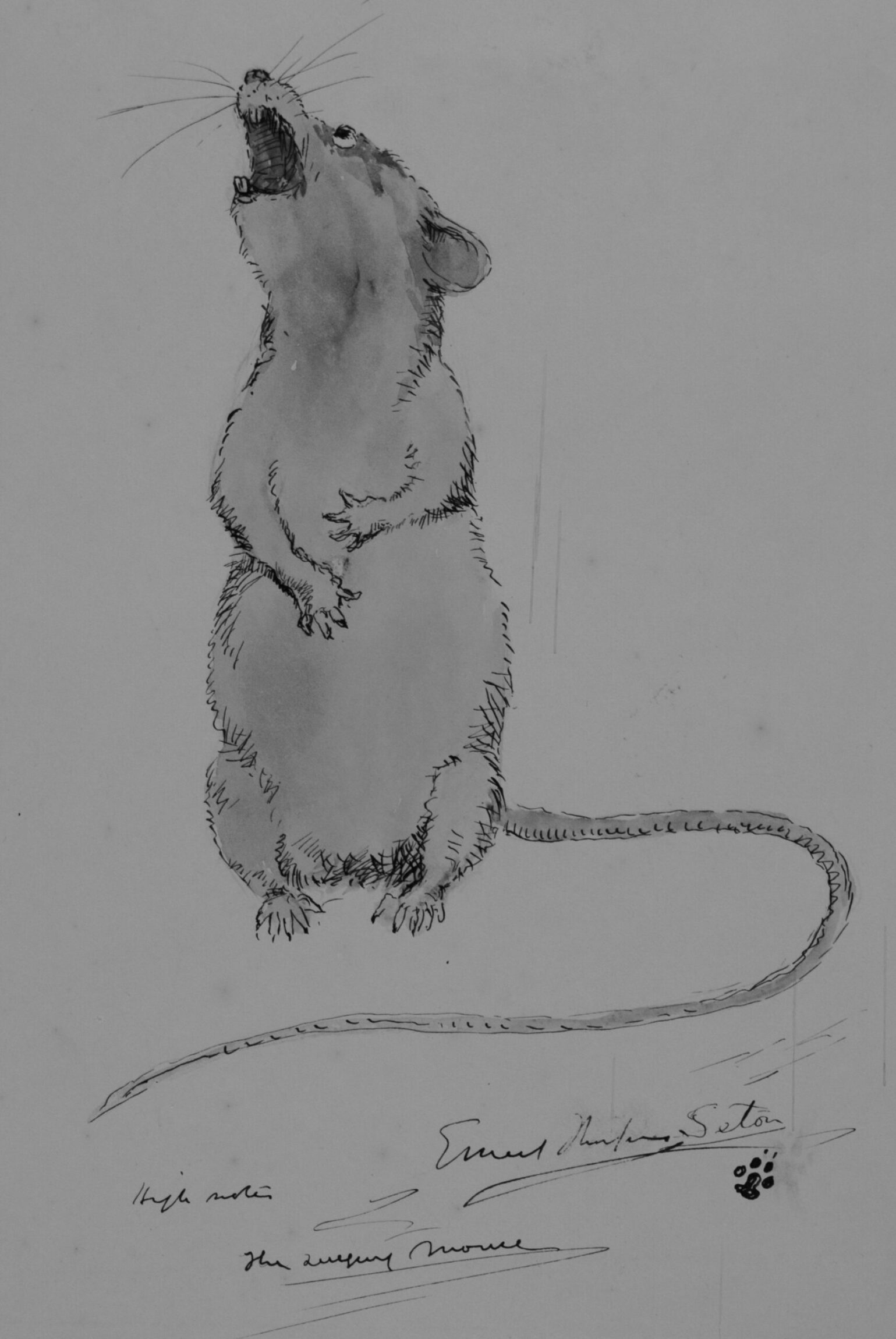 A Nest of Mice and Some Voles | ET Seton Legacy Project