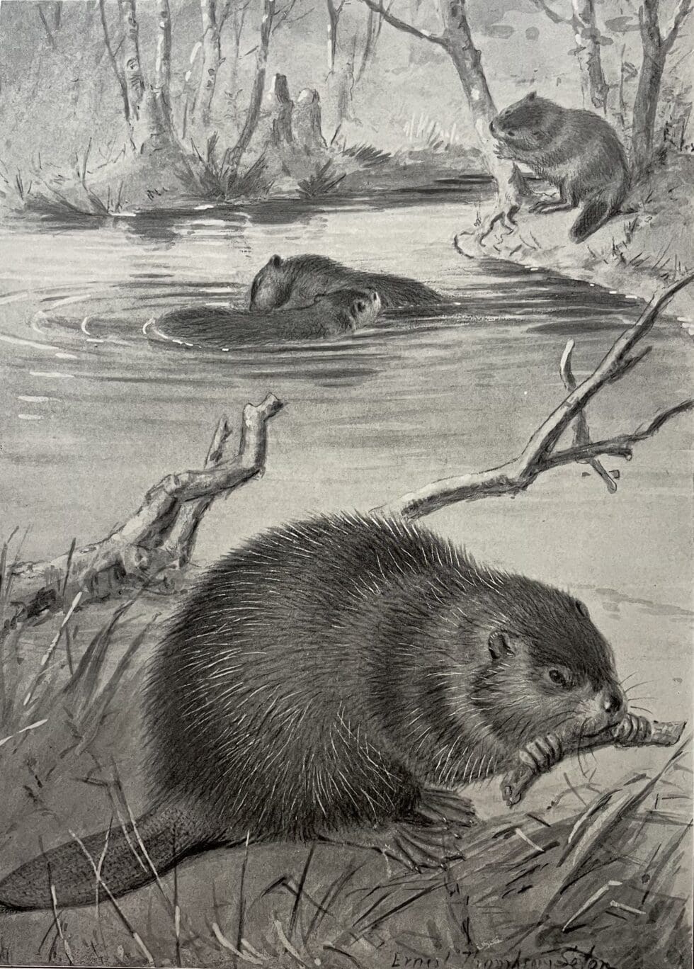 Canadian Beaver by Ernest Thompson Seton | ET Seton Legacy Project