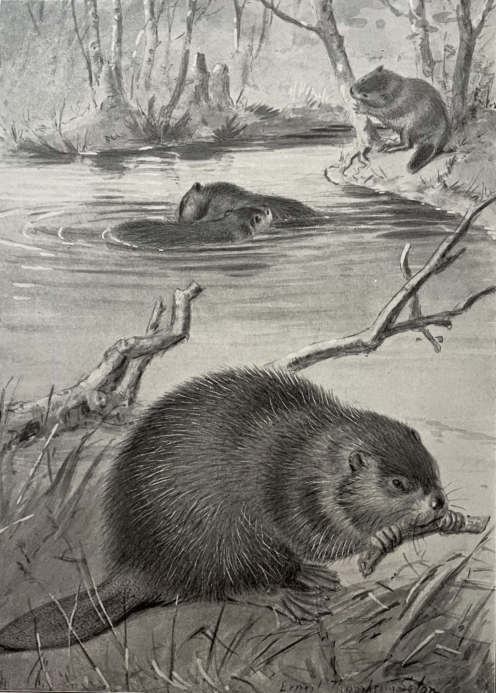 Canadian Beaver by Ernest Thompson Seton | ET Seton Legacy Project
