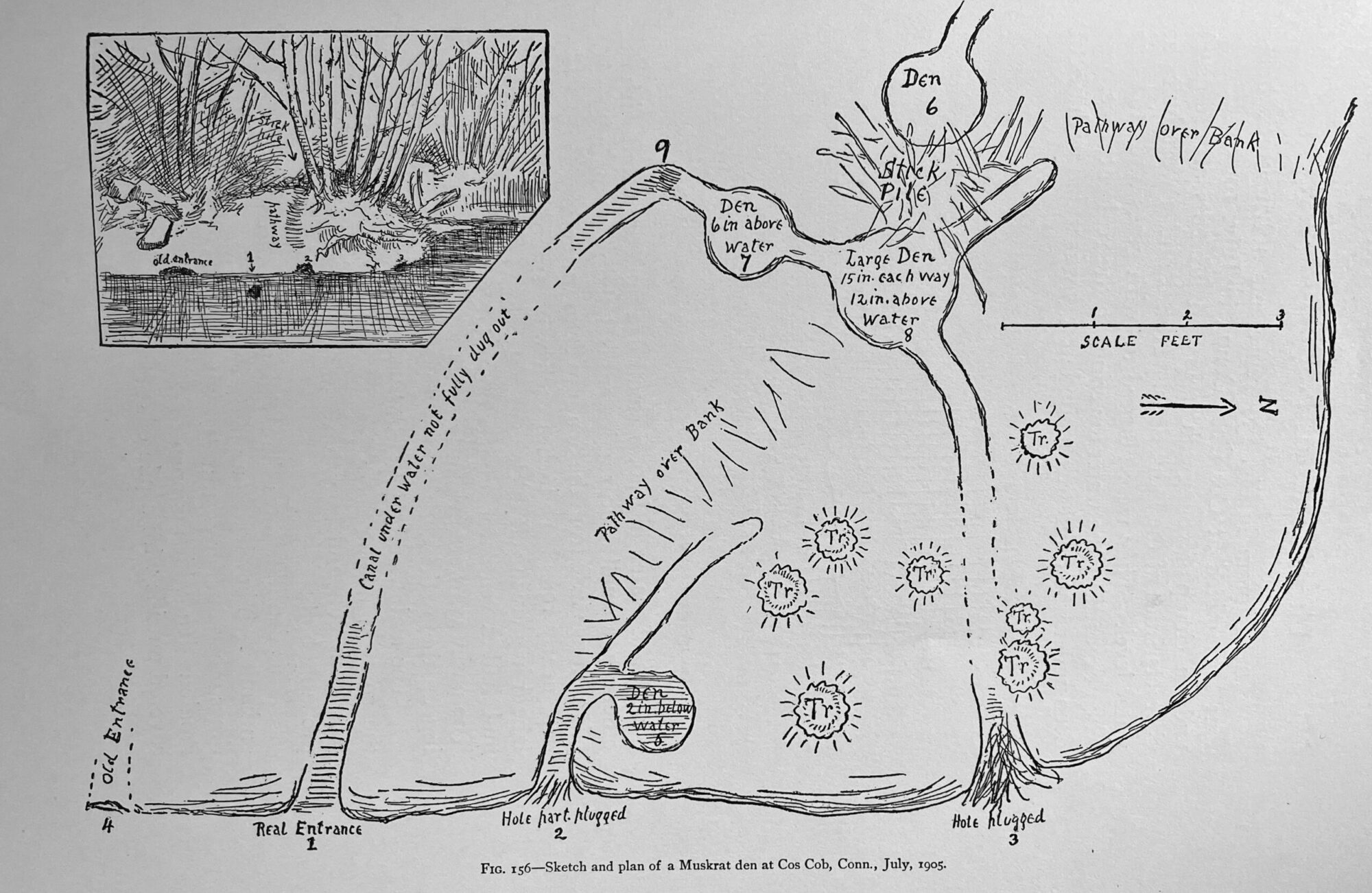 Seton Describes Muskrats as Champion Diggers | ET Seton Legacy Project