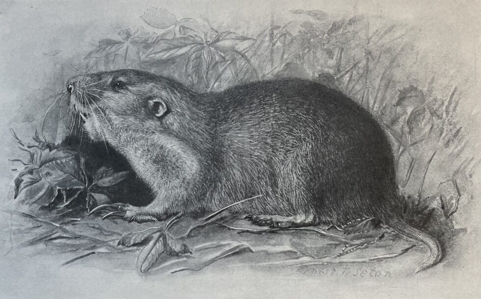 Dig This Seton and Pocket Gopher | ET Seton Legacy Project