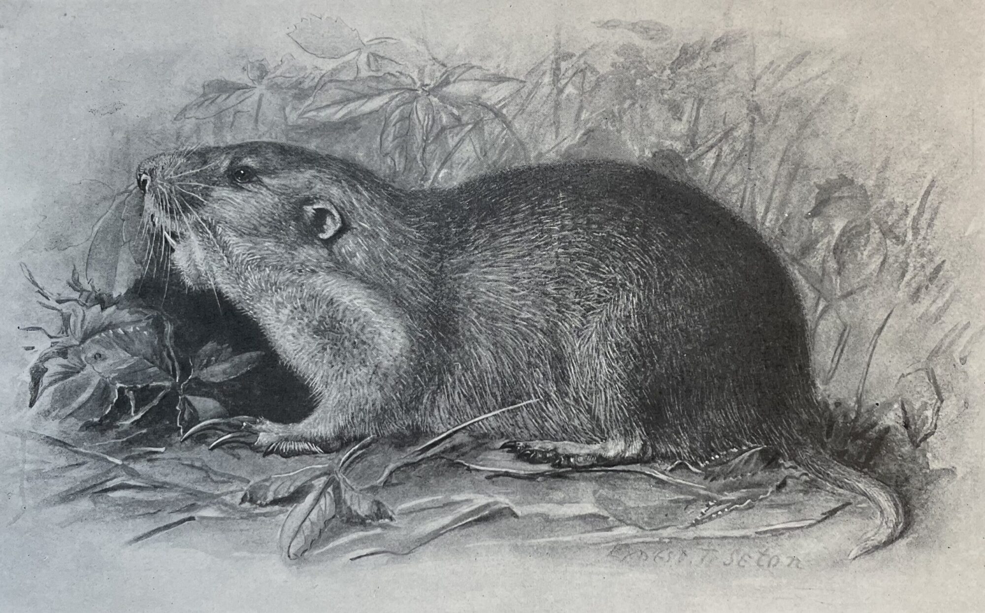 Dig This Seton and Pocket Gopher | ET Seton Legacy Project