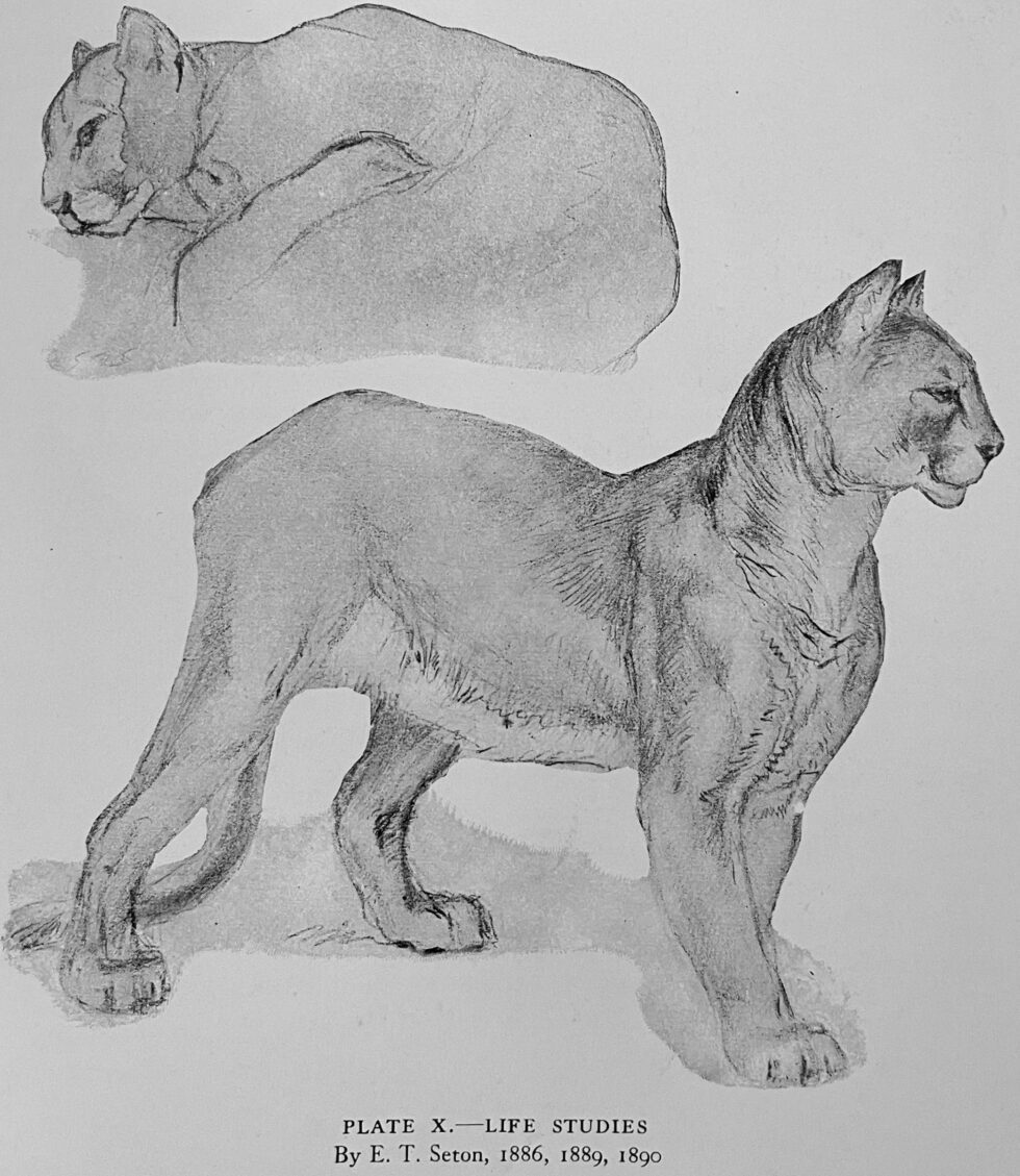 The Cougar Part II by Ernest Thompson Seton | ET Seton Legacy Project