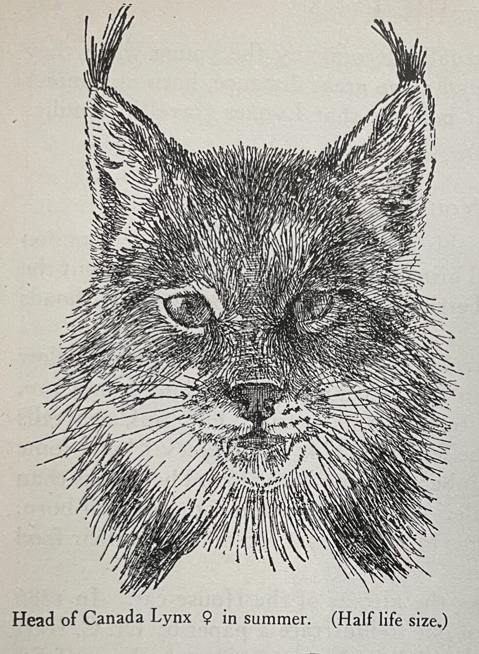 The Harmless Lynx by Ernest Thompson Seton | ET Seton Legacy Project