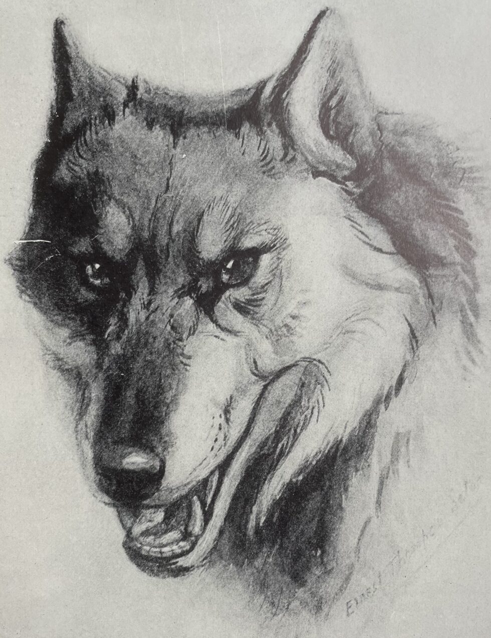 The Gray Wolf by Ernest Thompson Seton | ET Seton Legacy Project