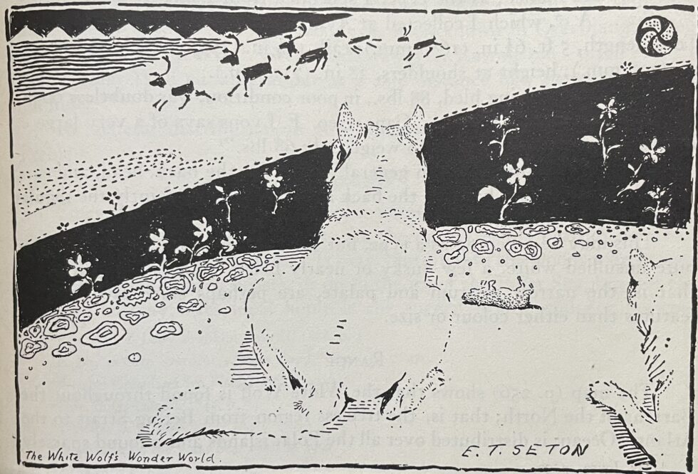 The Arctic Wolf by Ernest Thompson Seton | ET Seton Legacy Project