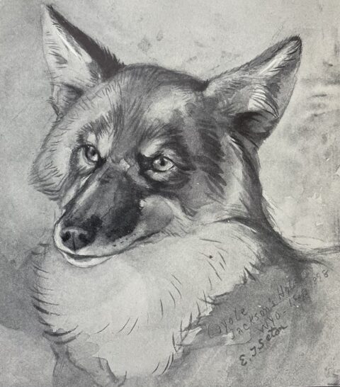 The Coyote by Ernest Thompson Seton | ET Seton Legacy Project
