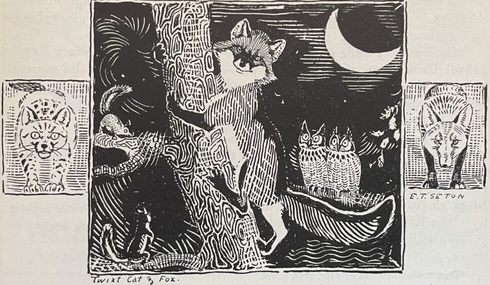 The Gray Fox by Ernest Thompson Seton | ET Seton Legacy Project