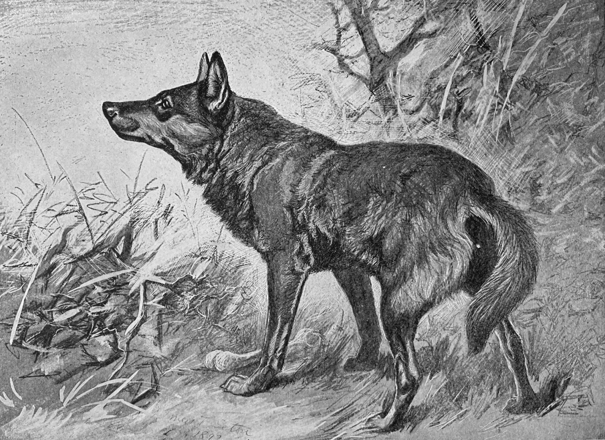 The Gray Wolf Part III | ET Seton Legacy Project