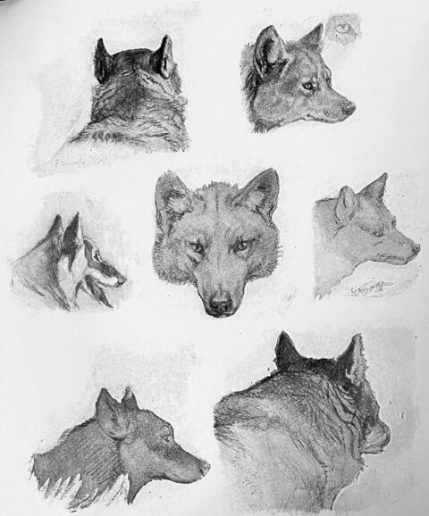 The Gray Wolf Part IV | ET Seton Legacy Project