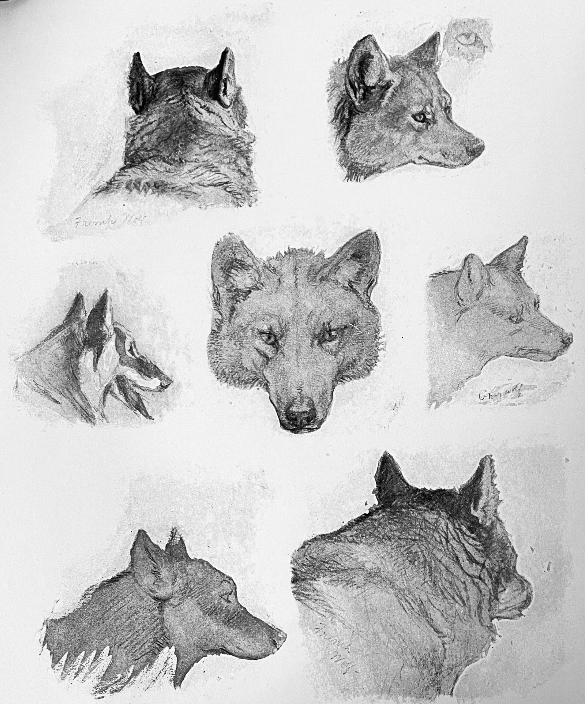 The Gray Wolf Part IV | ET Seton Legacy Project