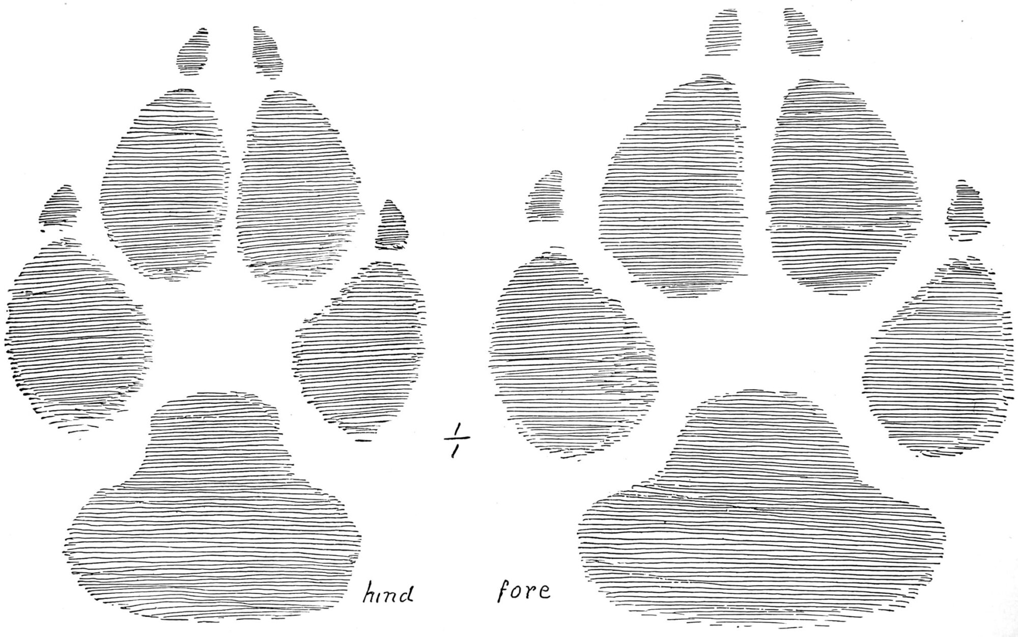The Gray Wolf Part V | ET Seton Legacy Project