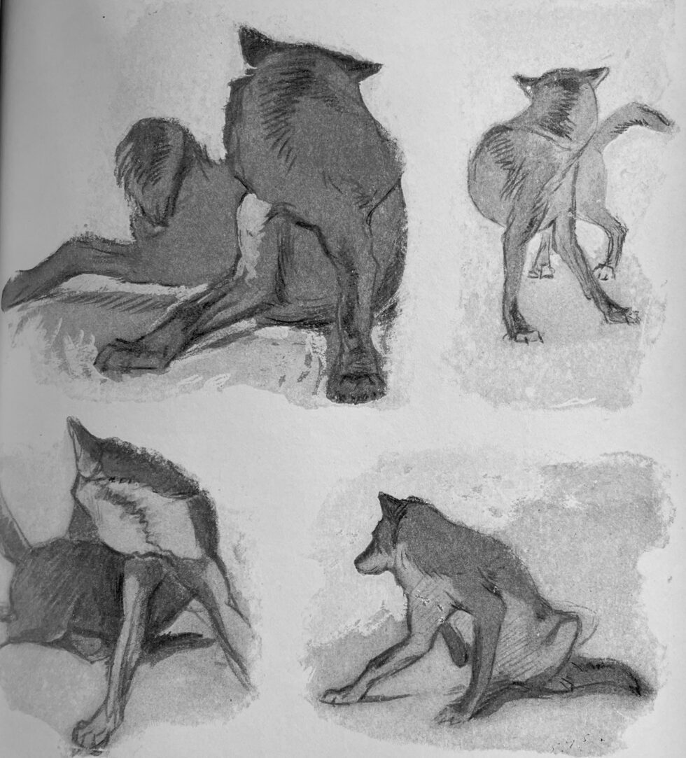 The Gray Wolf Part VI | ET Seton Legacy Project