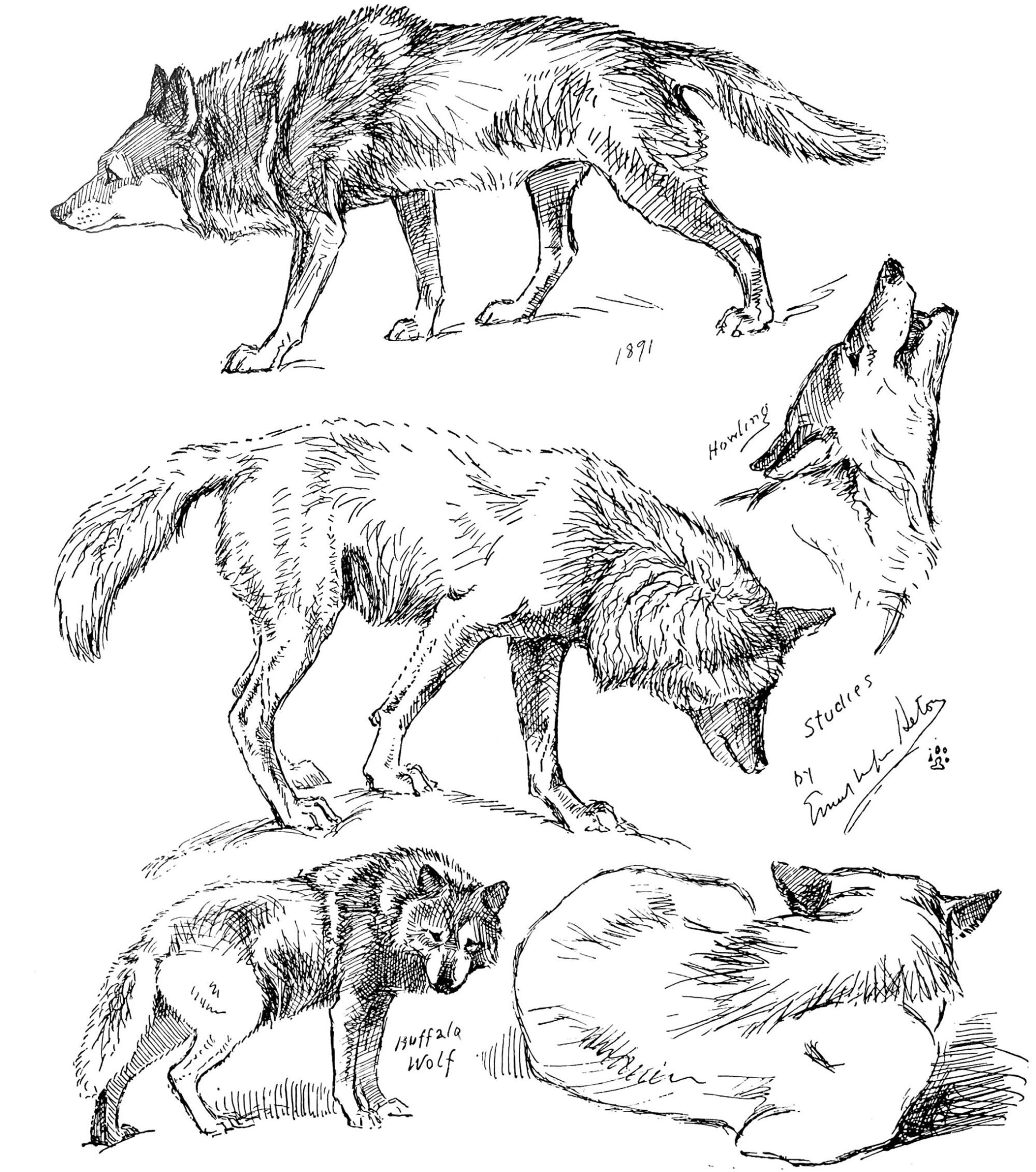 The Gray Wolf Part VII | ET Seton Legacy Project