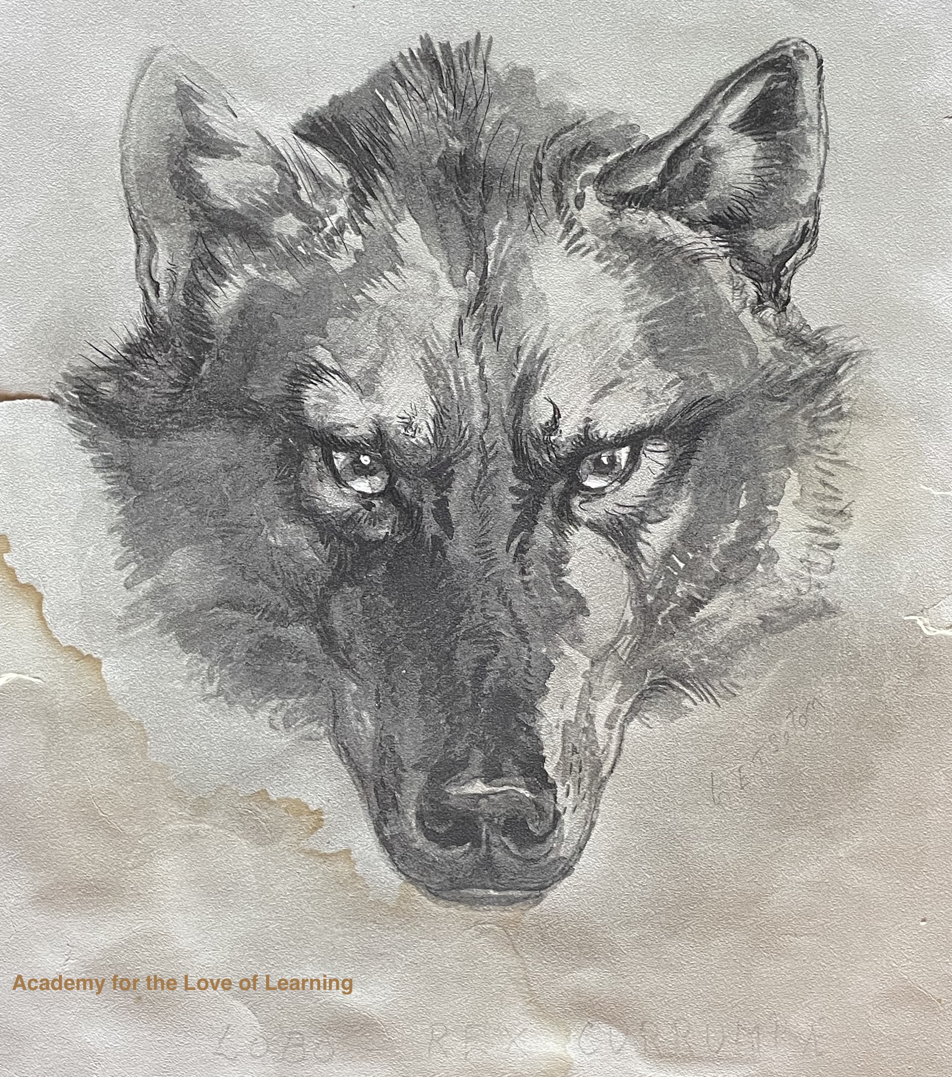 Seton's Big Good Wolf Will Blow Your House Down | ET Seton Legacy Project