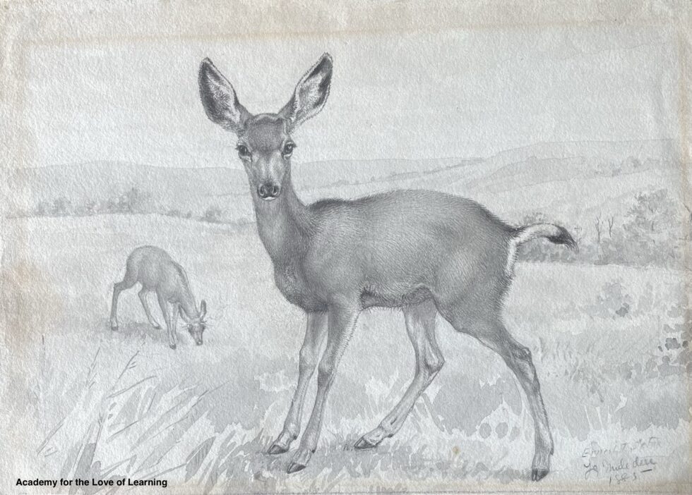 Seton’s Mule Deer | ET Seton Legacy Project