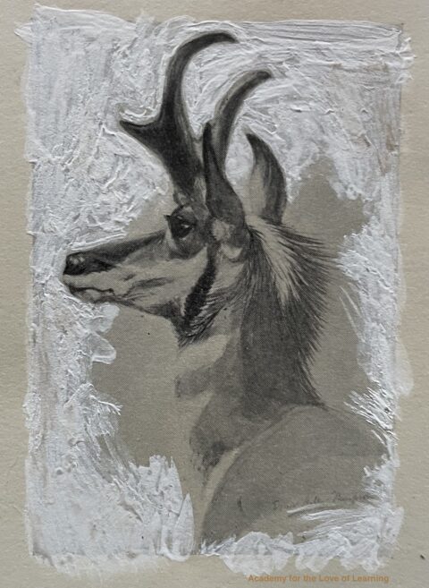 Pronghorn Profile | ET Seton Legacy Project